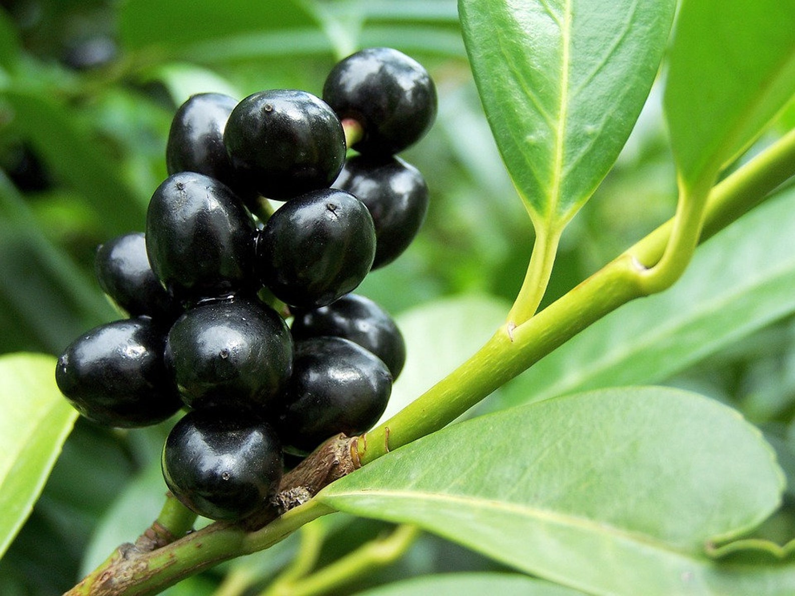 Common Wild Privet Approx 50 Seeds Shrub Hedging | Etsy