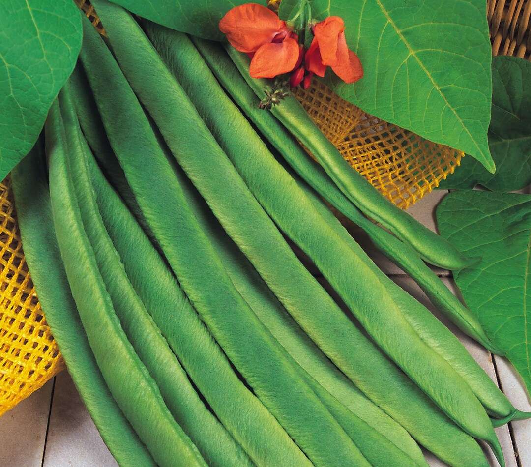 Runner Bean Enorma x30 seeds Excellent cropper Superior - Etsy Österreich