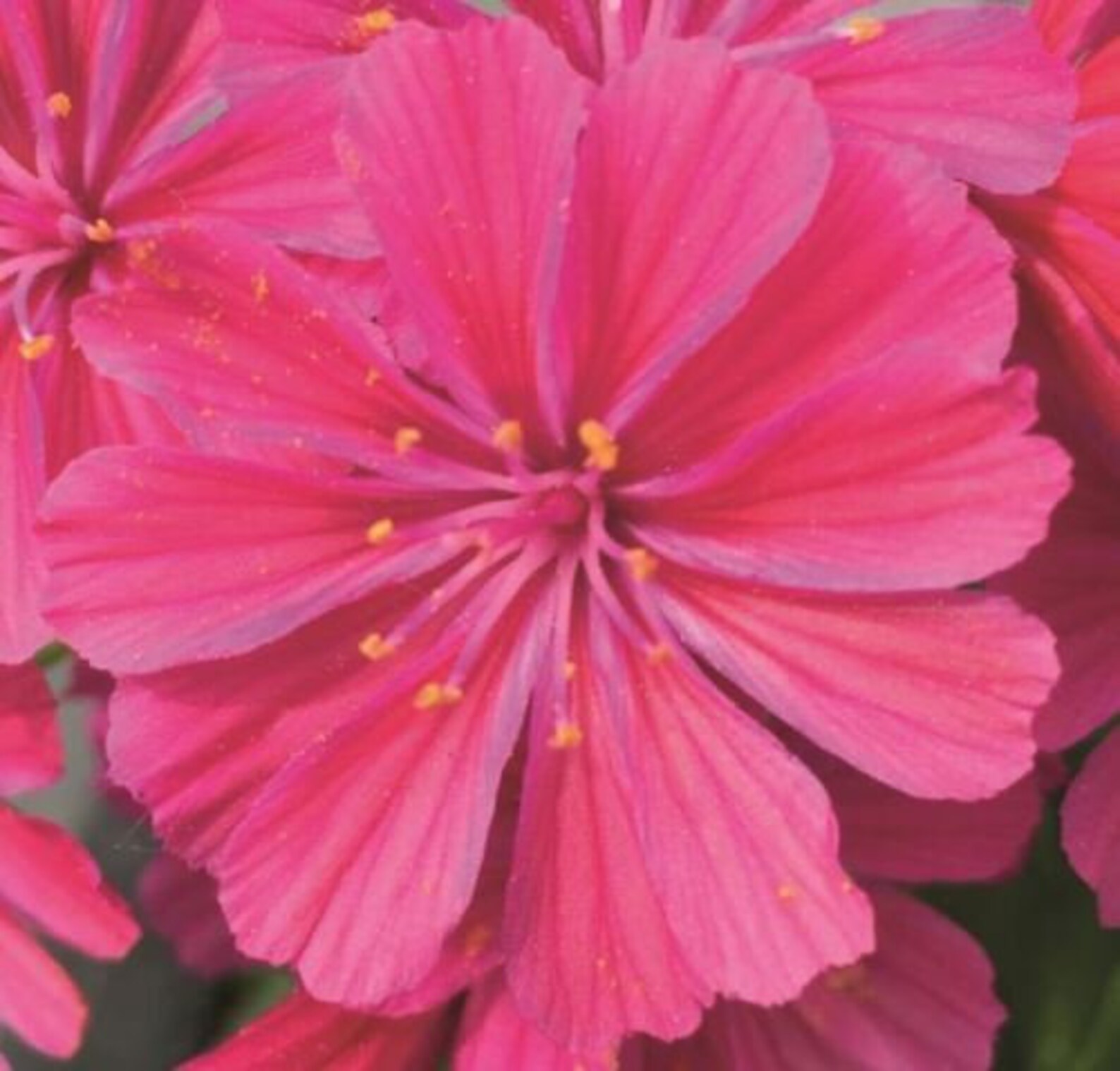 Lewisia Elise Mixed Approx. X10 Seeds Rockery Plant - Etsy UK