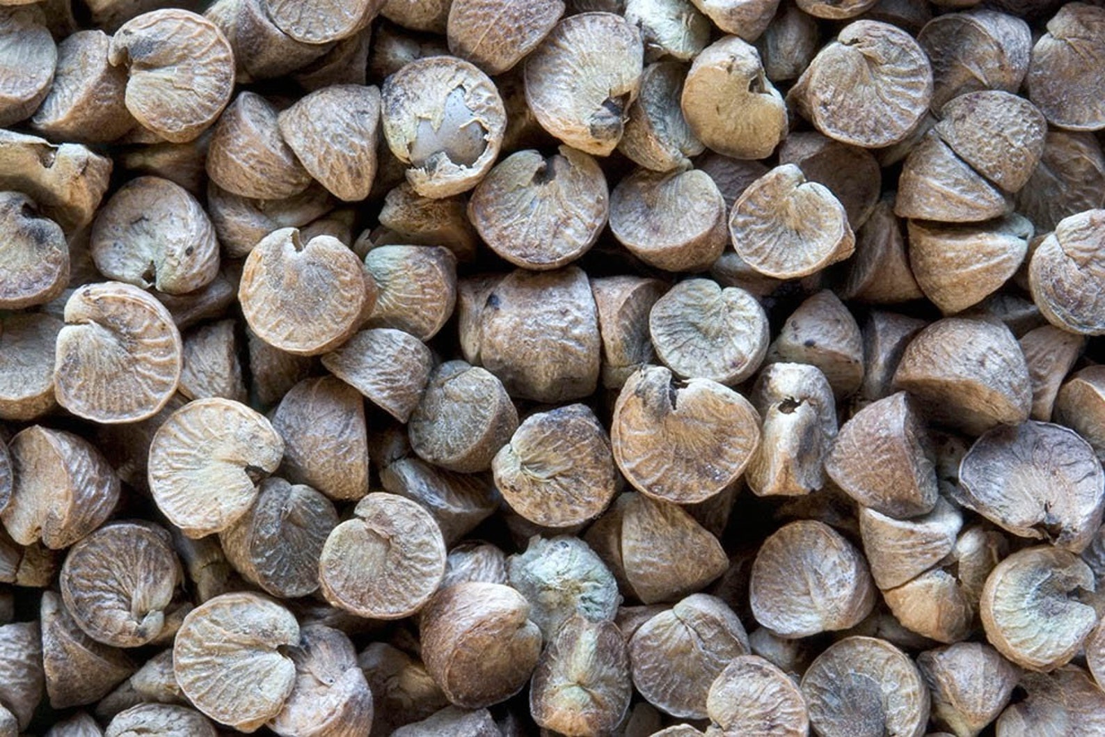 Tree Mallow Malva Arborea Approx 25 Seeds Wild Flower - Etsy UK