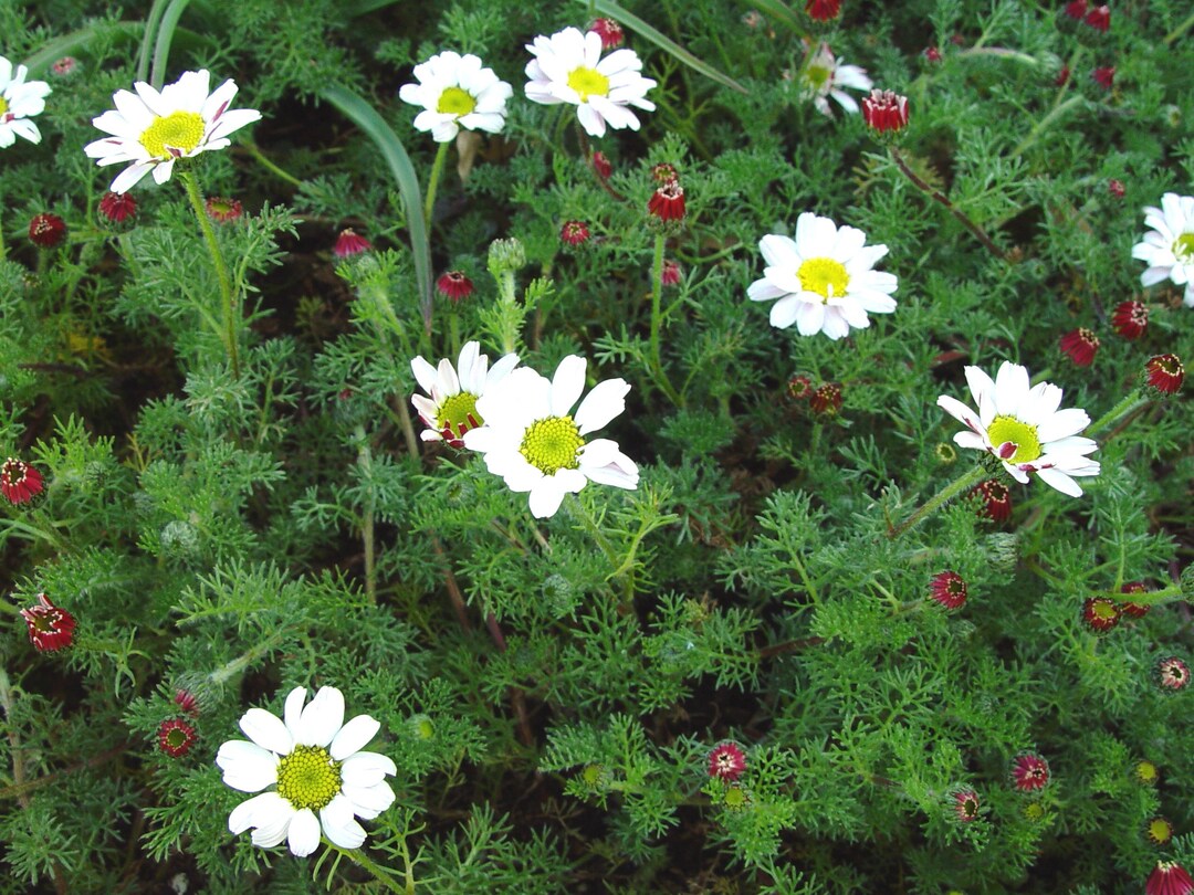 Anacyclus Depressus Garden Gnome X25 Seeds , Hardy Perennial, Fairy ...