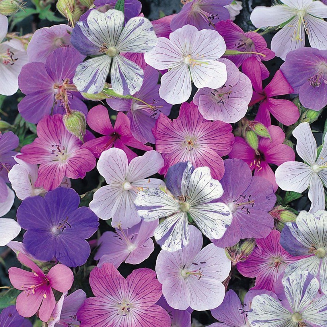 Geranium Hardy Mixed x20 Seeds Hardy Perennial Hardy | Etsy