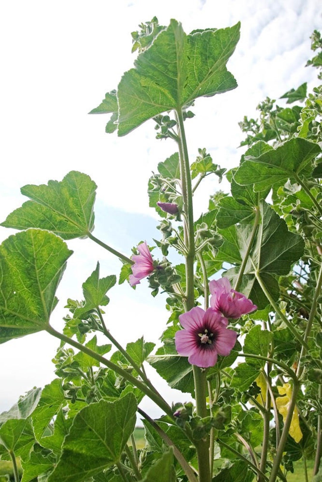 Tree Mallow, Malva Arborea, Approx, 25 Seeds, Wild Flower Seeds - Etsy UK
