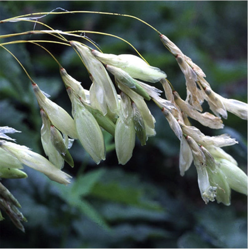DIERAMA ARGYREUM X10 Seeds Angels Fishing-rods Fairy Flower - Etsy UK