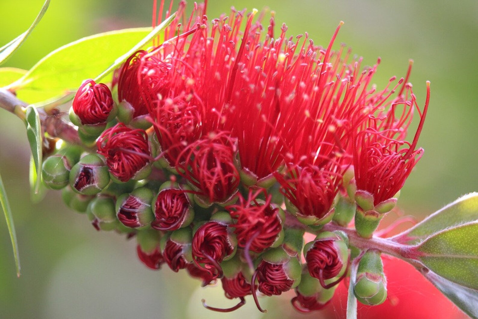 Callistemon Rigidus 'bottle Brush' X200 Seeds - Etsy