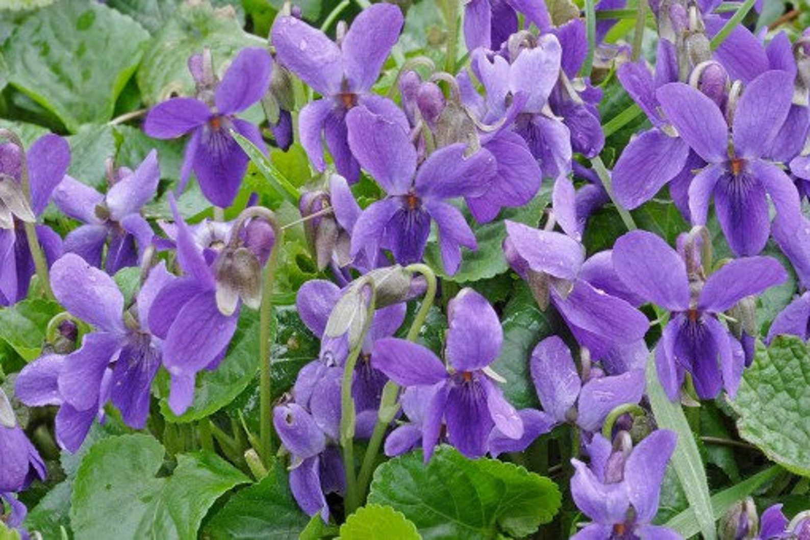 Viola Odorata Queen Charlotte Approx 50 Seeds Sweet Violet - Etsy UK