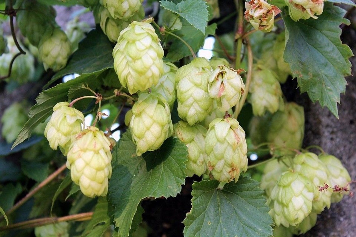 Common Hop Humulus Lupulus X25 Seeds Wild Flower Seeds | Etsy