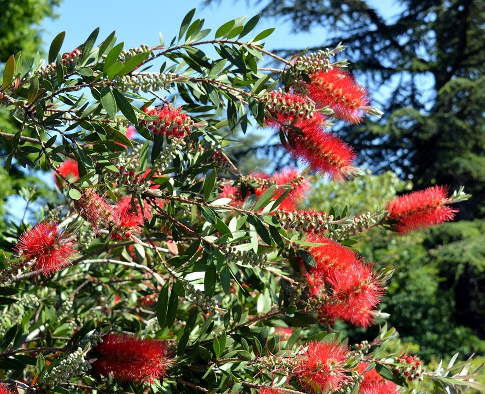 Callistemon Rigidus 'bottle Brush' X200 Seeds - Etsy