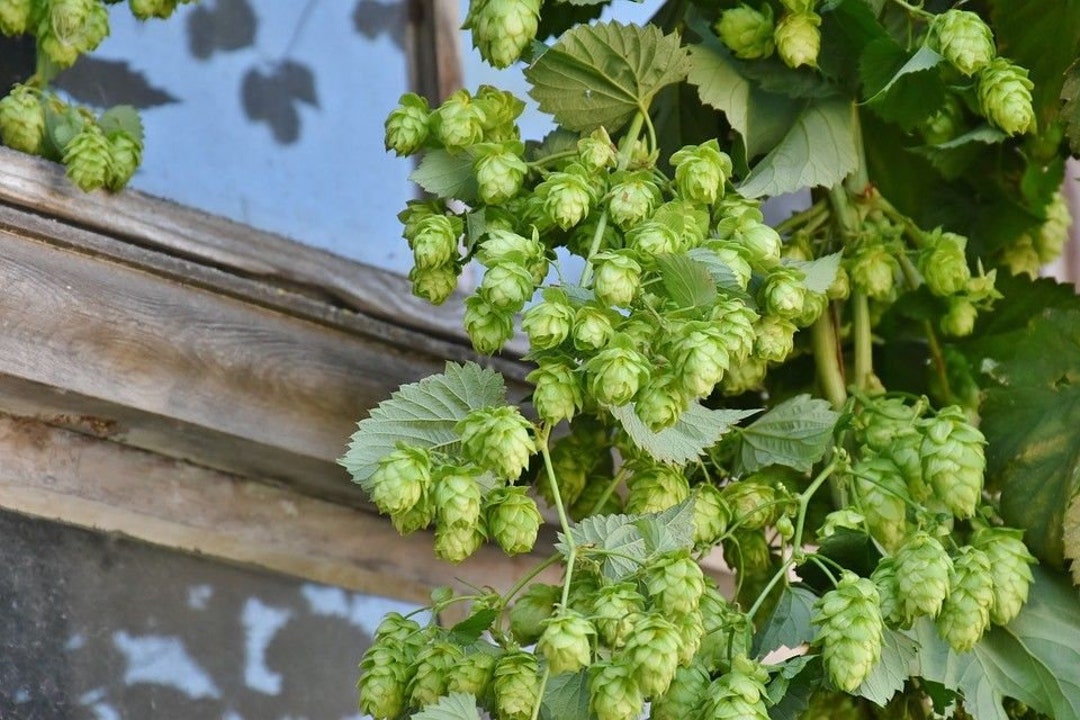 Common Hop Humulus Lupulus X25 Seeds Wild Flower Seeds - Etsy UK