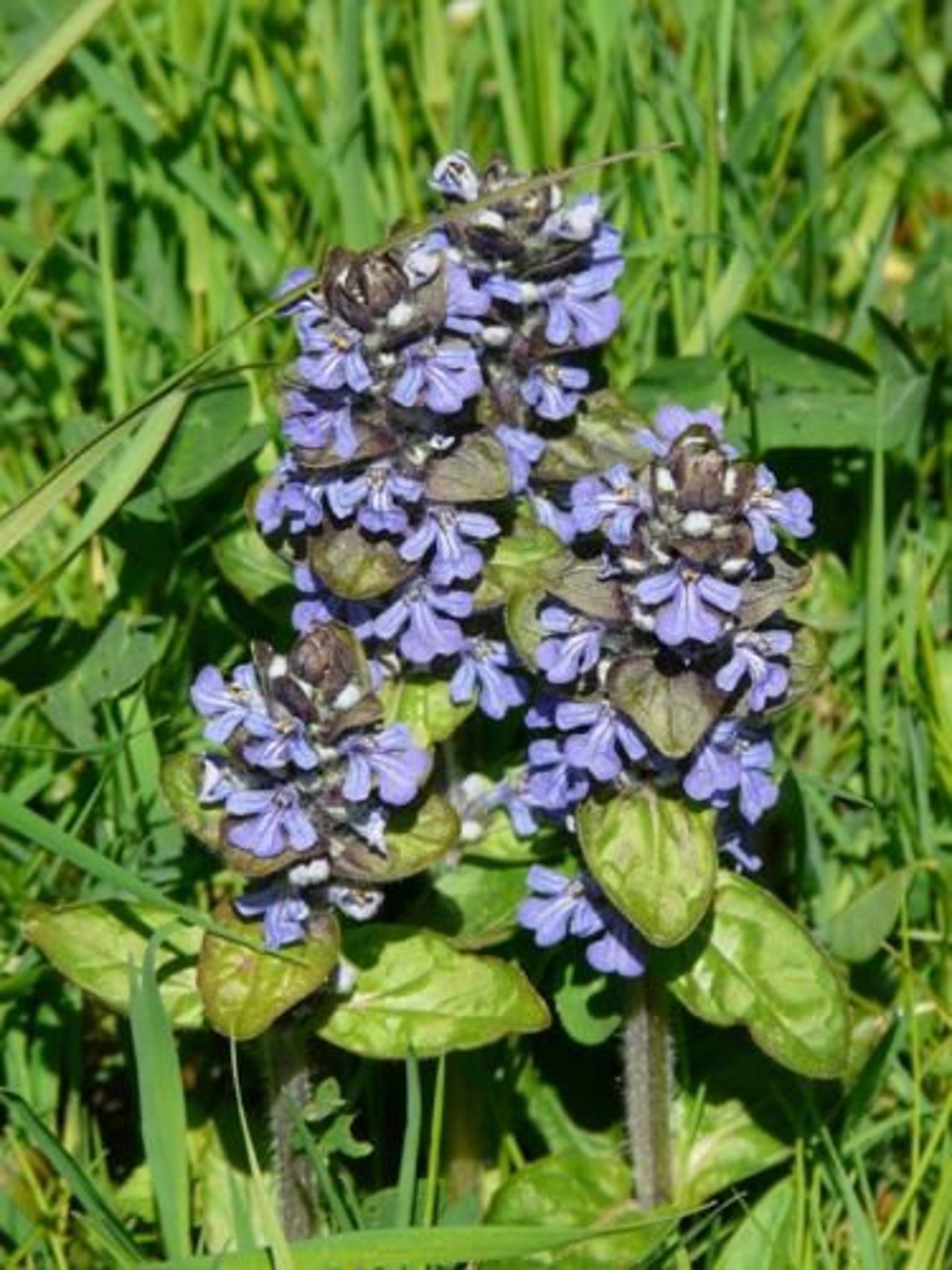 Ajuga Reptans Bugle Common X15 Seeds Wild Flower Seeds | Etsy