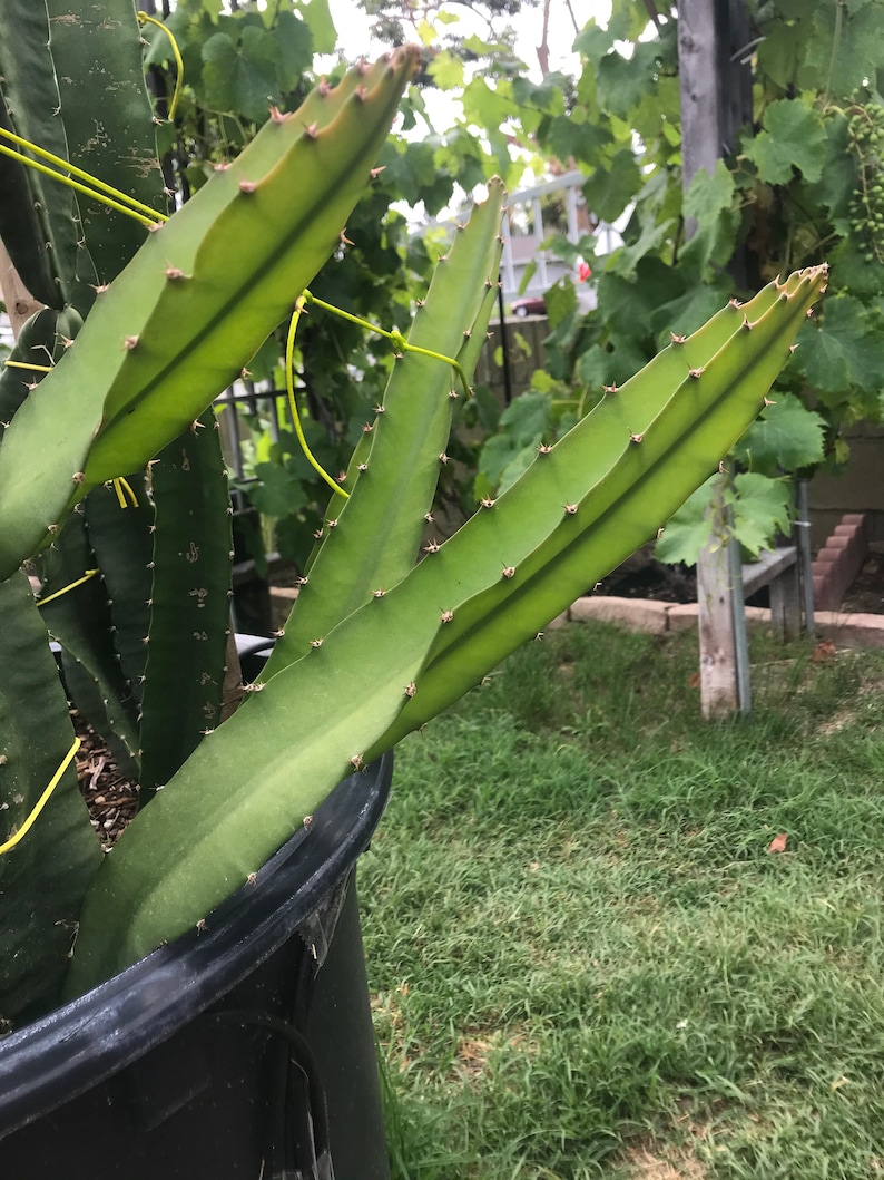 Yellow Sweet Dragon Fruit Var. “PALORA”, Pitaya Selenicereus 1.8 - 2.0 ...