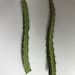 Yellow Sweet Dragon Fruit Var. “PALORA”, Pitaya Selenicereus 7" - 10 ...