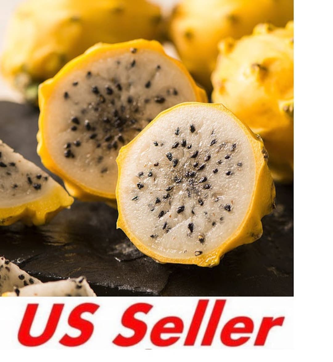 Yellow Sweet Dragon Fruit Var. “PALORA”, Pitaya Selenicereus 7" - 10 ...