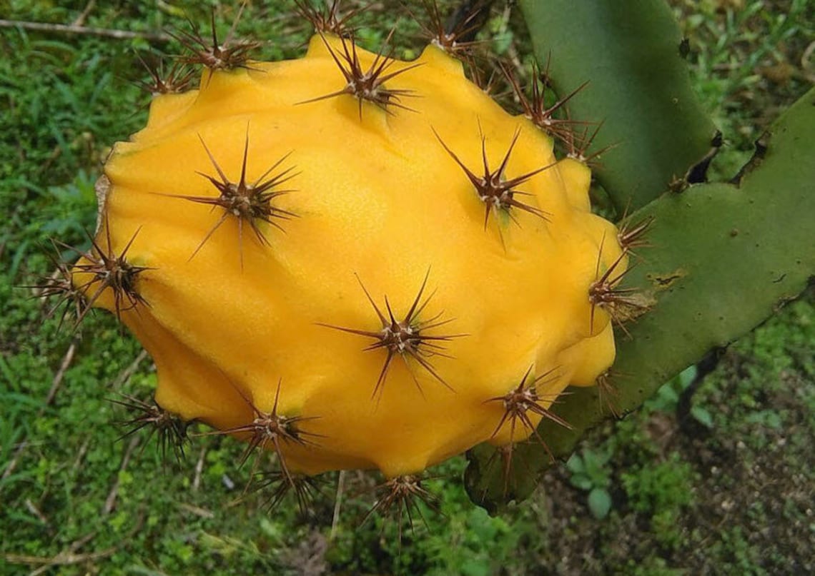 Yellow Sweet Dragon Fruit Var. PALORA Pitaya Selenicereus | Etsy