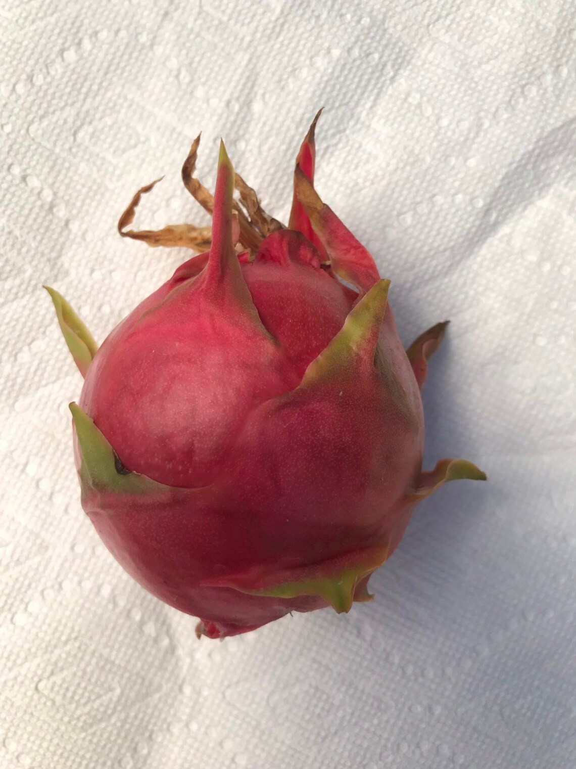 DRAGON FRUIT SPECIAL very Sweet Red Flesh 710 | Etsy