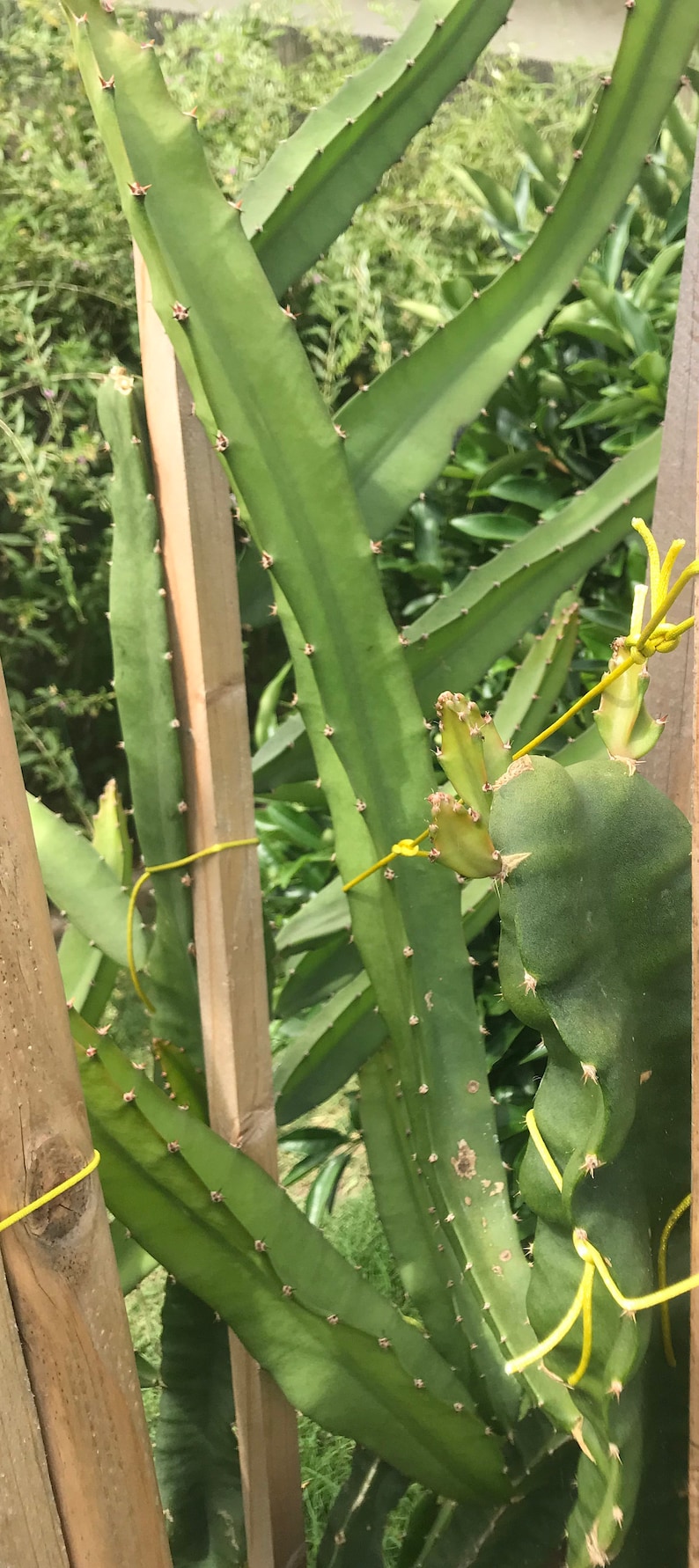 Yellow Sweet Dragon Fruit Var. “PALORA”, Pitaya Selenicereus 1.8 - 2.0 ...