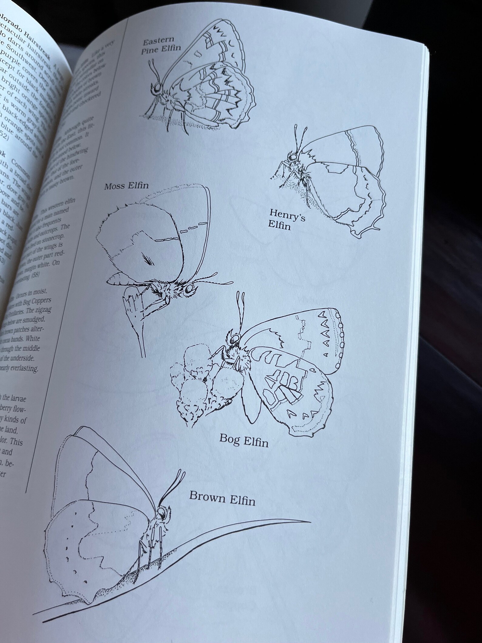 Vintage Audubon Society Field Guide Coloring Book for - Etsy