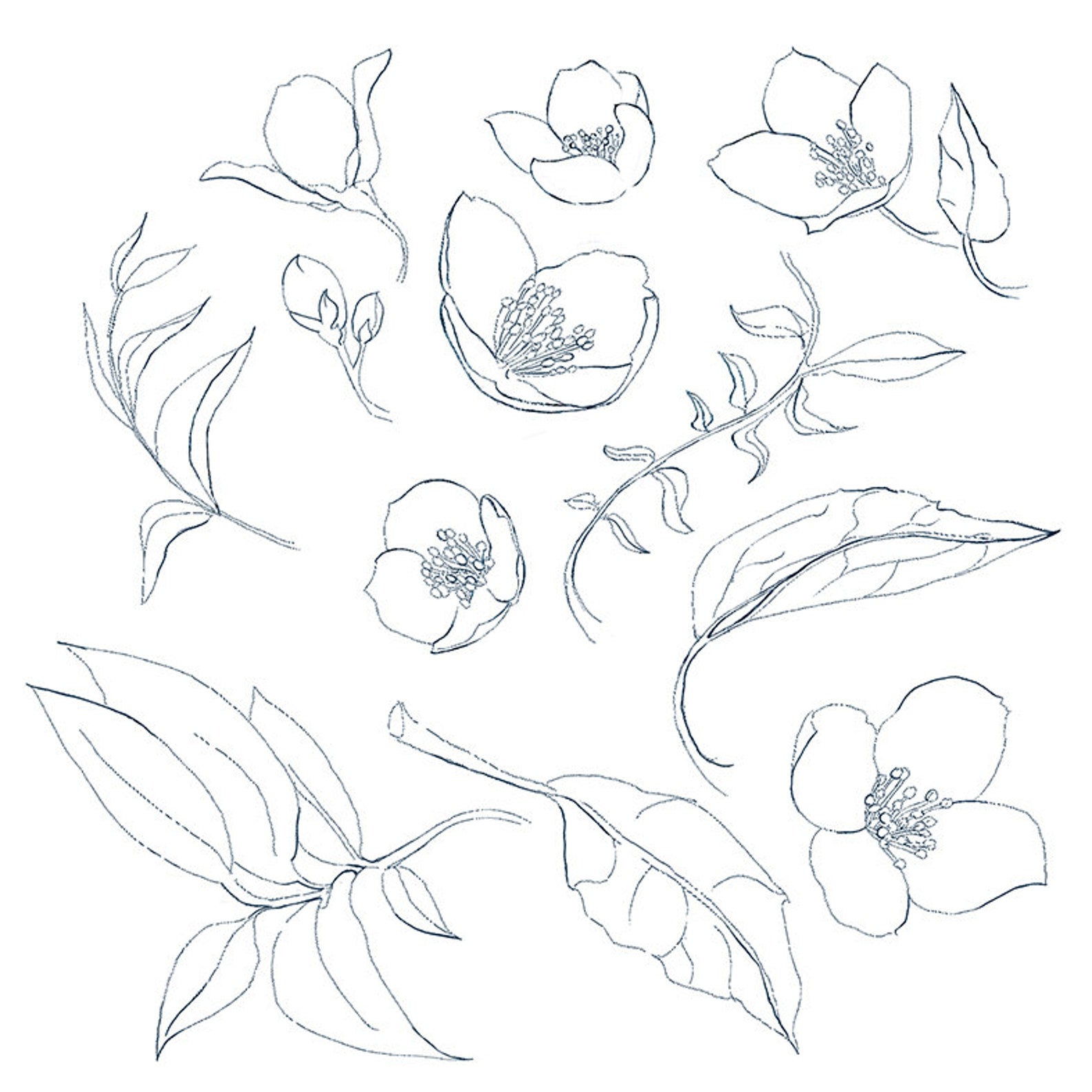 Graphite Flower Fine Hand Drawn Line Clipart - Caricia - Etsy