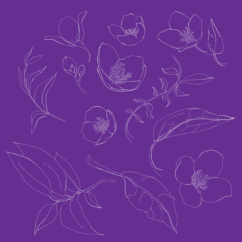 Graphite Flower Fine Hand Drawn Line Clipart - Caricia - Etsy