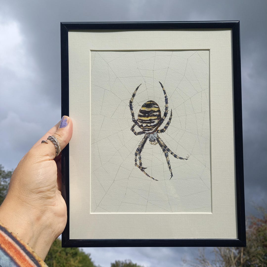 Wasp Spider Pencil Drawing: Framed Insect Art, Arachnid Artwork - Etsy