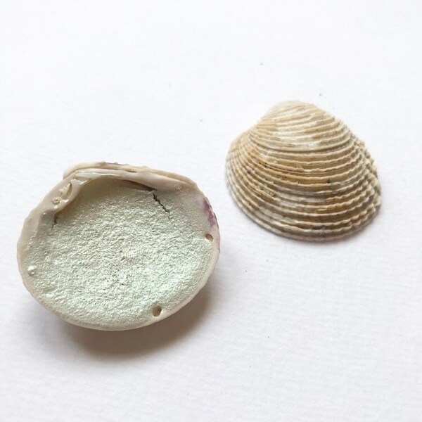 Shell Paint Palette - Etsy