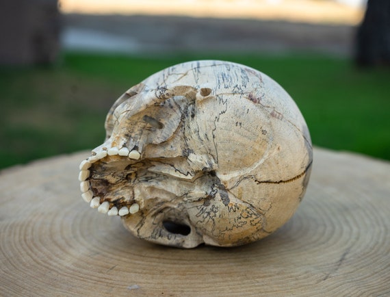 Human Skull Jawless