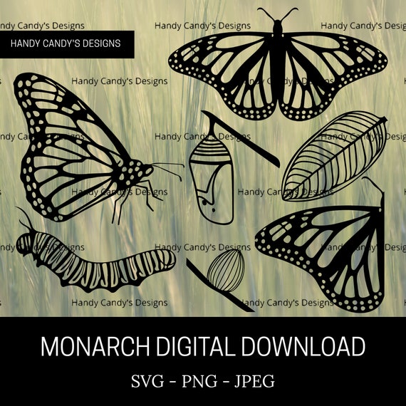 Monarch Life Cycle Digital Download SVG PNG JPEG Clipart for | Etsy