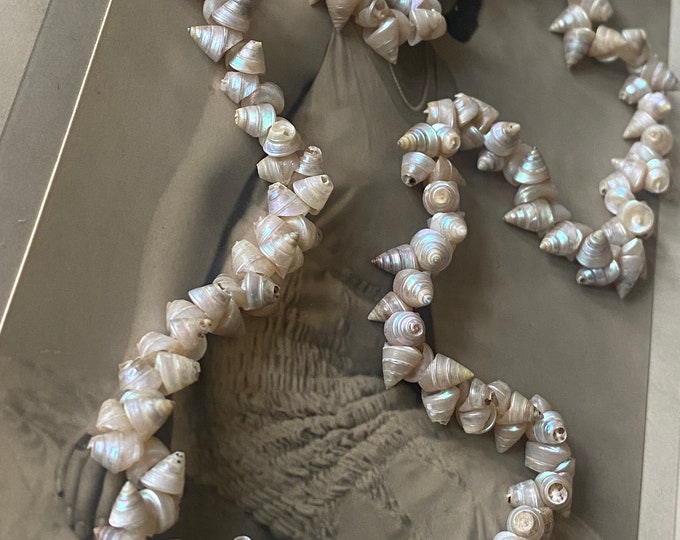 Rare Vintage Tasmanian Aboriginal Maireener Sea Shell Necklace - Etsy