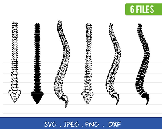 Human Spine Svg Human skeleton svg Svg Bundle spine clip | Etsy