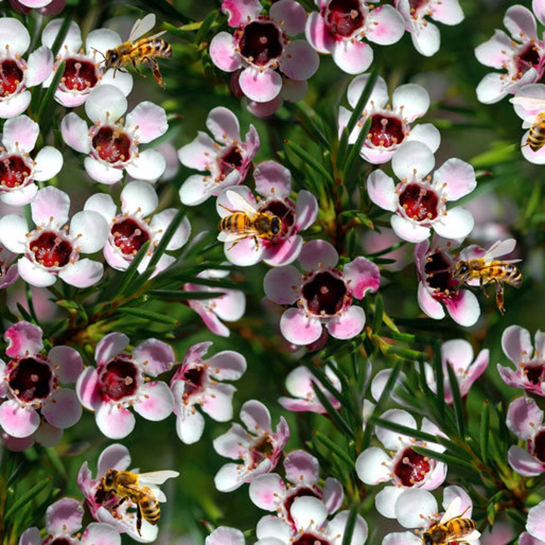 The Bees Knees: Geraldton Wax Flower Bees Cotton Fabric 110cm Wide per Metre - Etsy