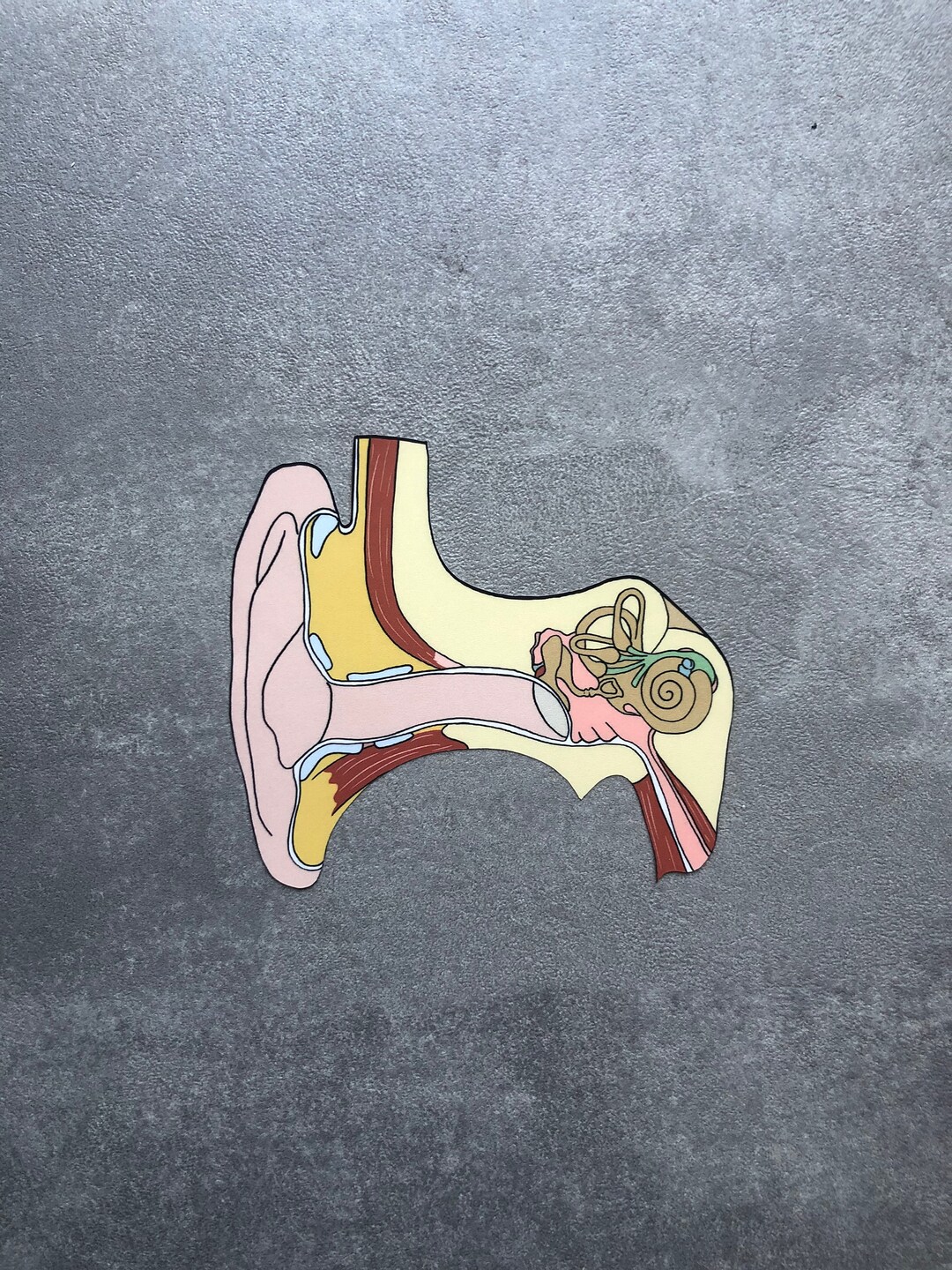 STICKER Anatomy Ear Sticker, Ear Sticker, Laptop Sticker, ENT Doctor ...