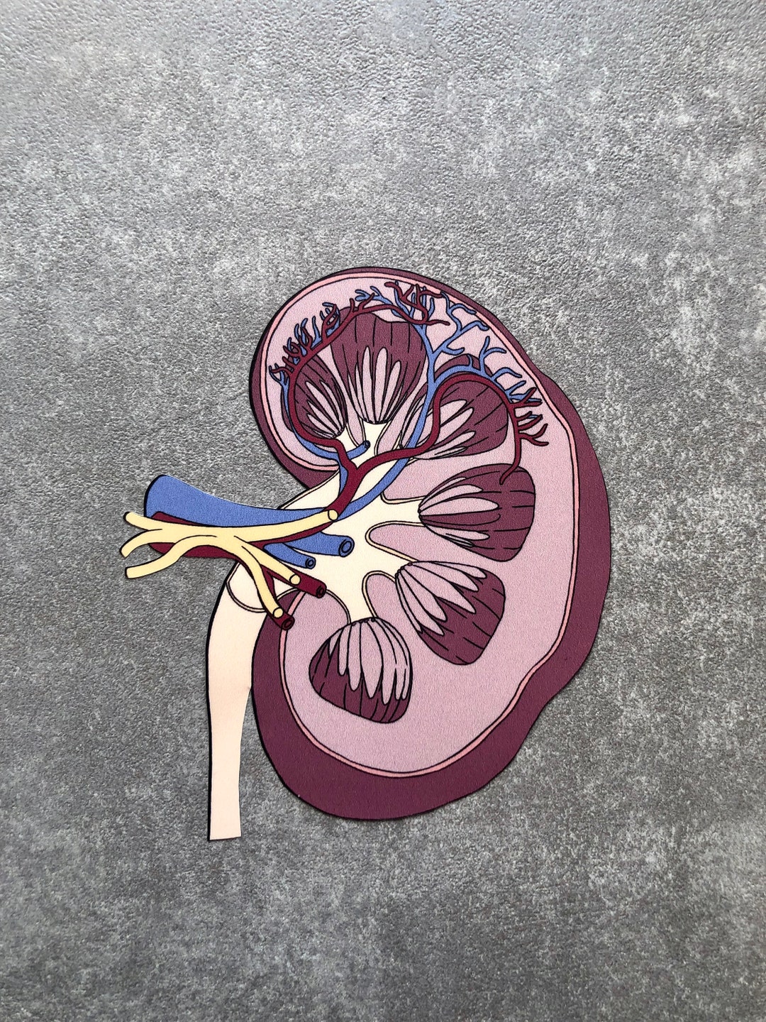STICKER - Kidney, Kidney Sticker, Anatomy Sticker With Protective Film ...
