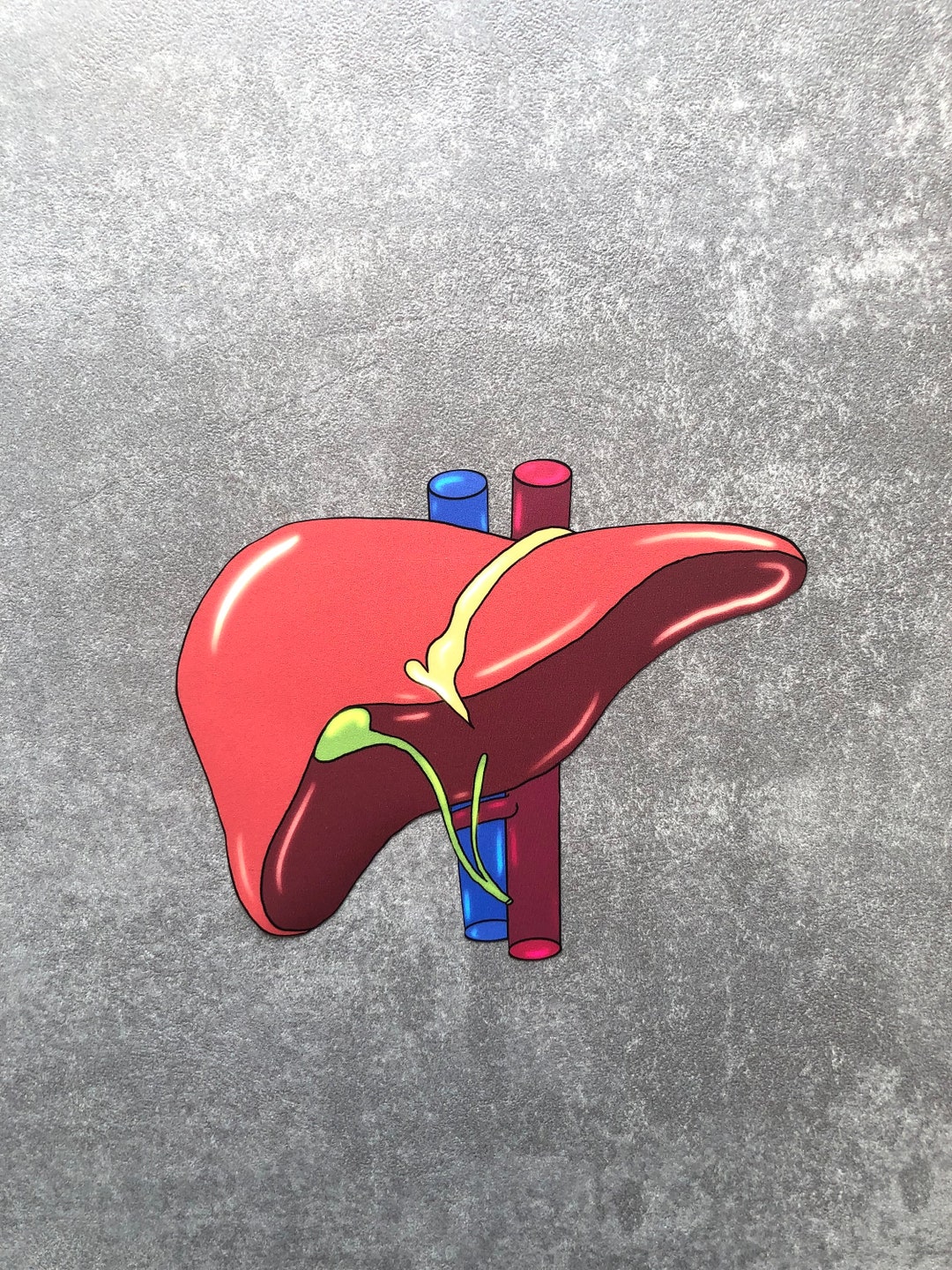 STICKER Pegatina de hígado Anatomía del hígado Pegatina de - Etsy México