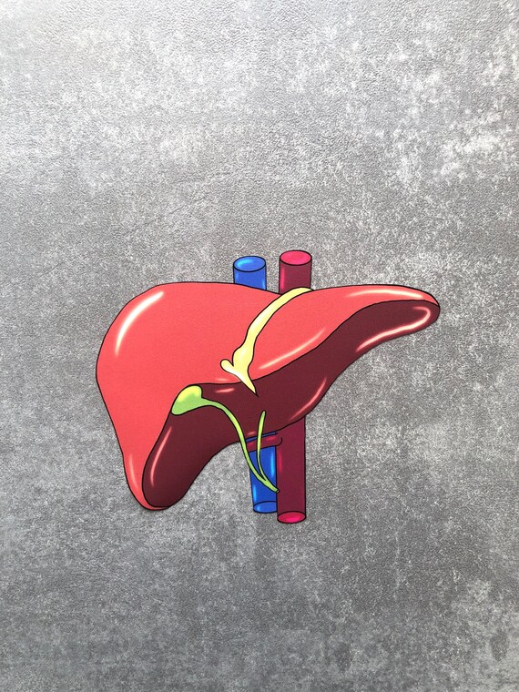 STICKER Liver Stickers Anatomy Liver Laptop Sticker | Etsy