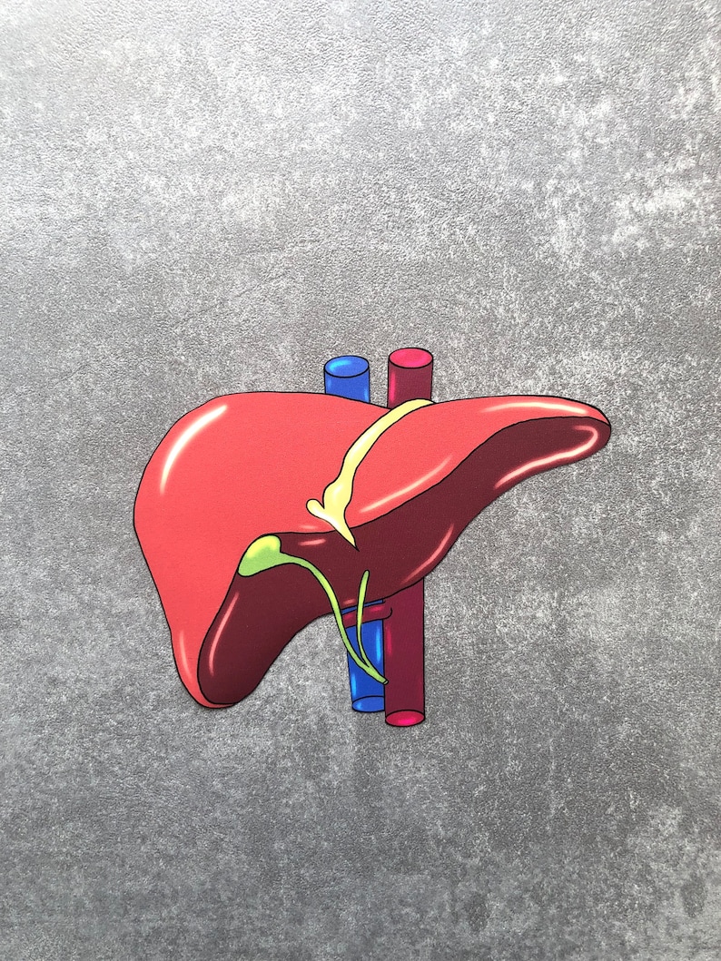 STICKER - Liver Sticker, Anatomy Liver, Laptop Sticker Anatomy, Doctor ...