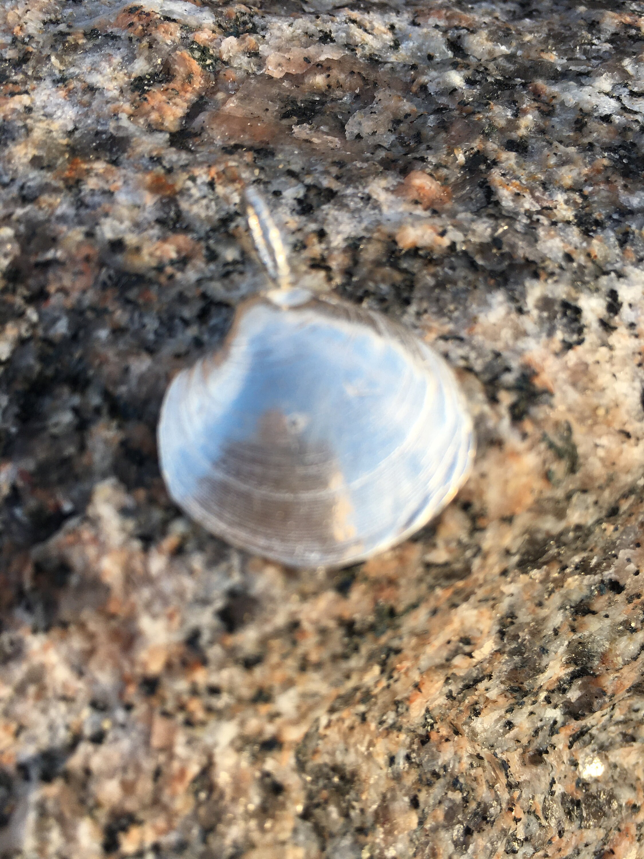 Cornish Venus Clam Seashell , Seashell Handmade From a Mould Taken From ...