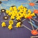 Pandemic Virus Tokens Upgrade - Etsy