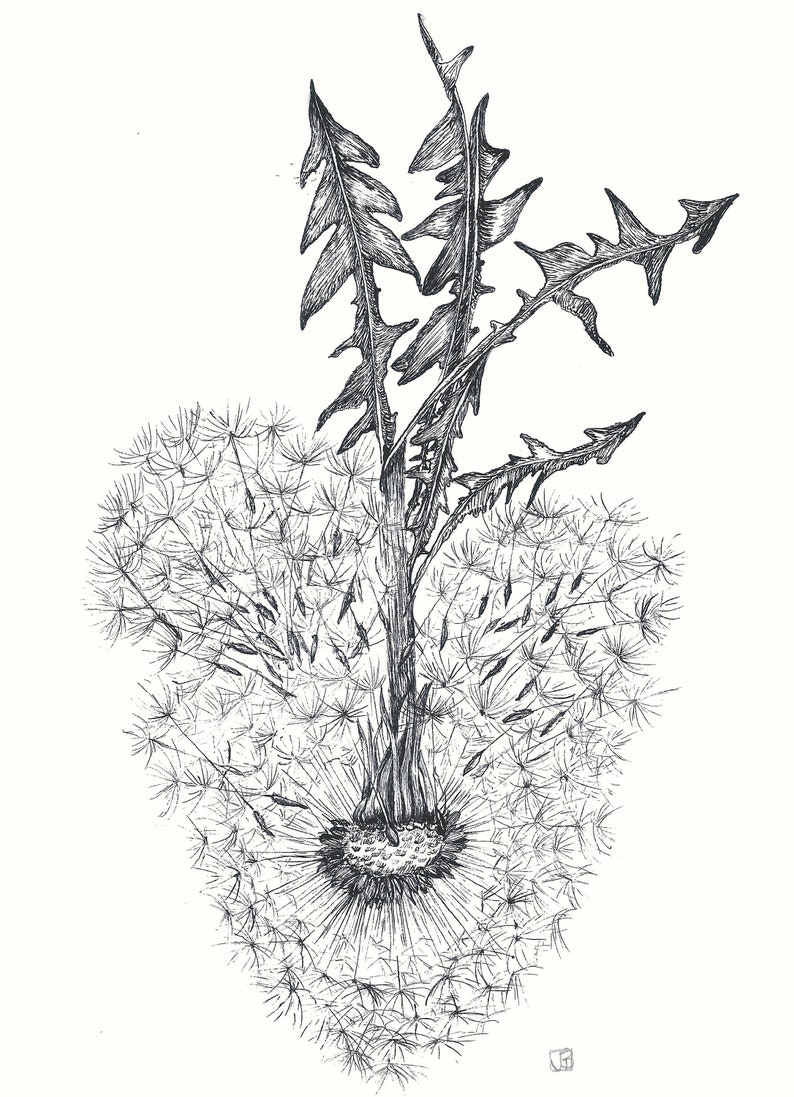 Dandelion Flower Seed Puff Gallery Wall Art Botanical Print | Etsy