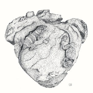 Lizard Illustration, Gallery Wall Art, Wildlife Drawing, Abstract ...