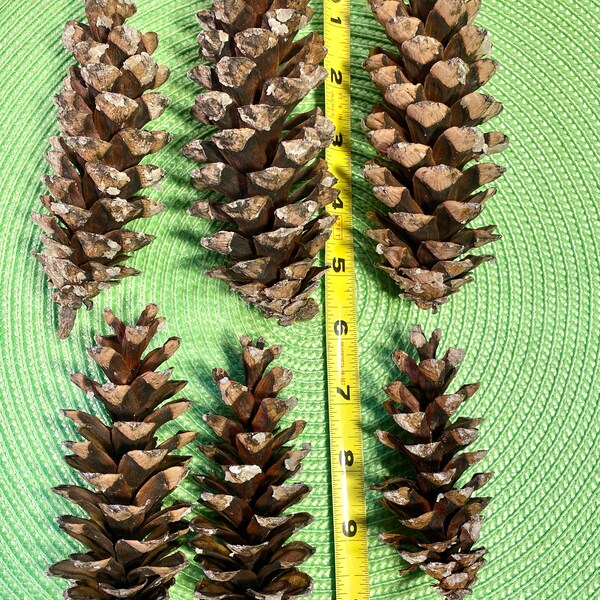 Large Pine Cones - Etsy