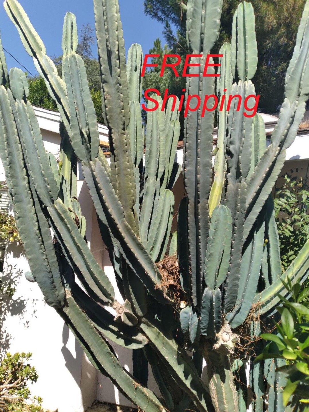 Peruvian Apple Cactus Cuttings – Fresh Offsets for Planting Fruiting ...