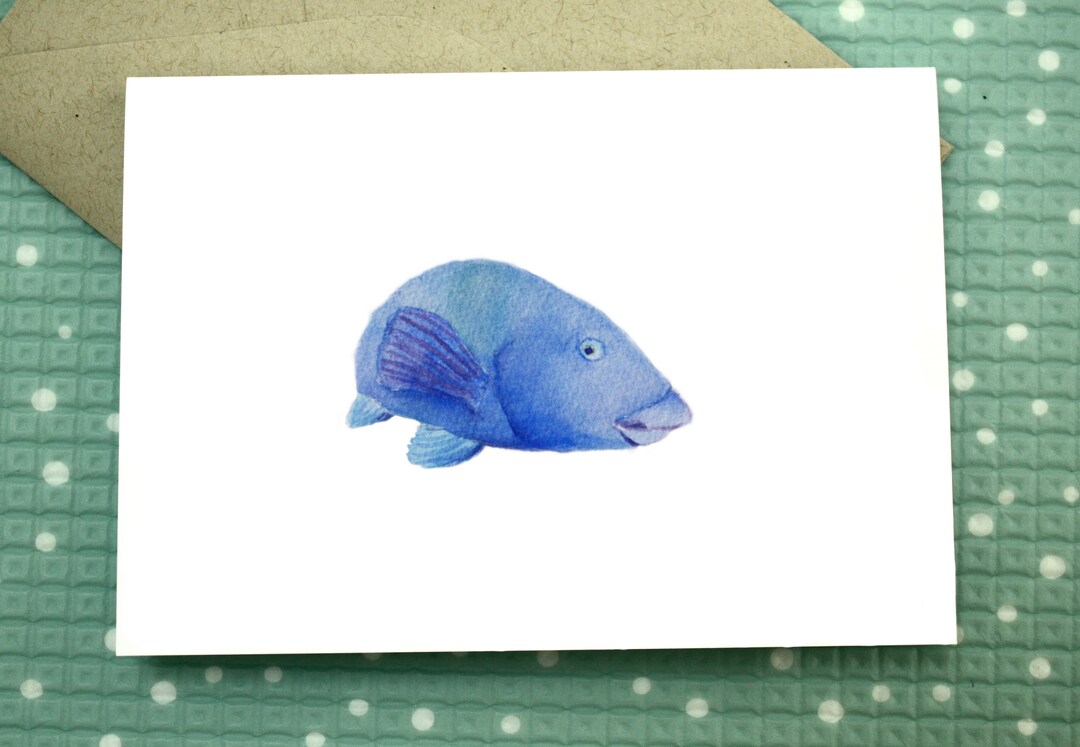 Blue Groper - Blank Greeting Card - Etsy