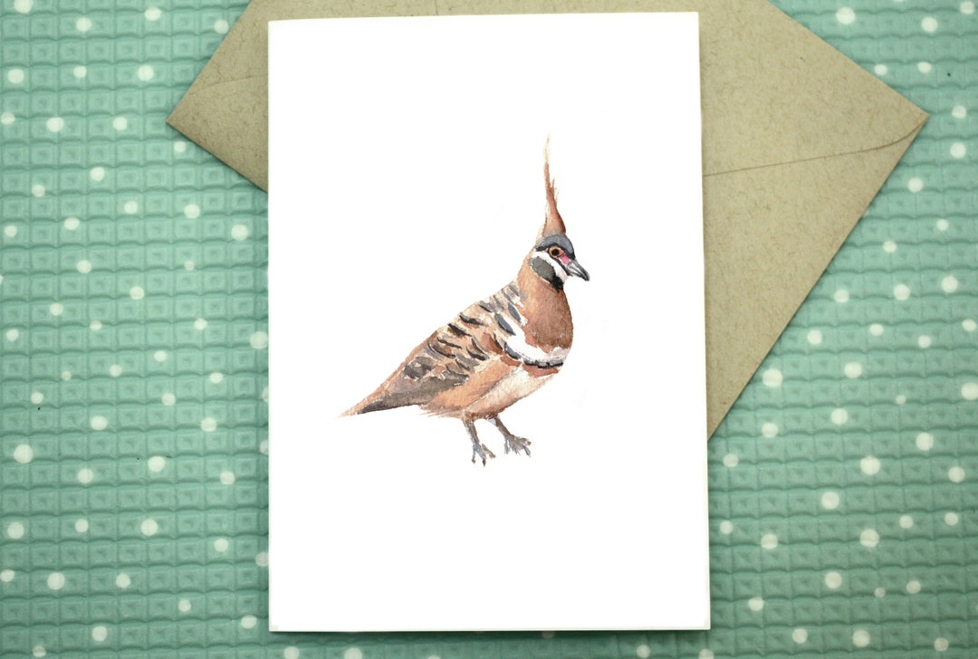 Spinifex Pigeon - Blank Greeting Card - Etsy