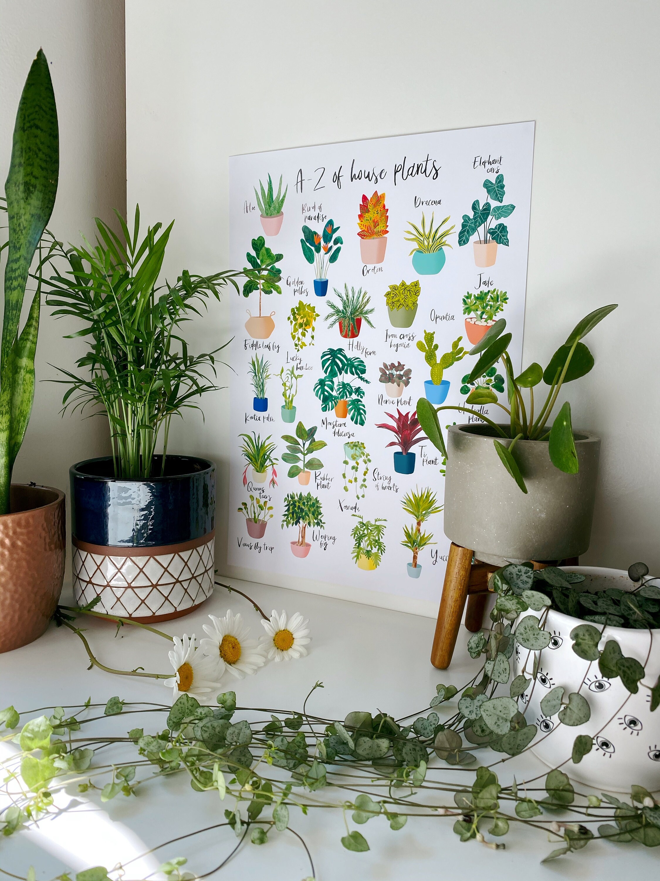 A-Z House Plants Poster/illustrated House Plant Art Print/a3 | Etsy
