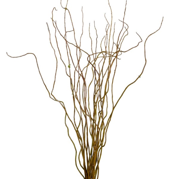 Curly Willow - Etsy