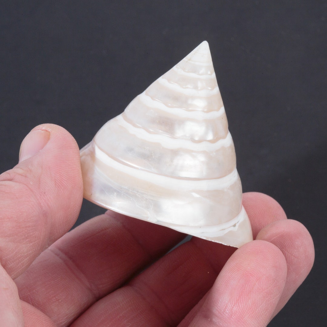 Trocha Seashell Spiral Shell 1 Piece Approx. 2,5 Inch - Etsy