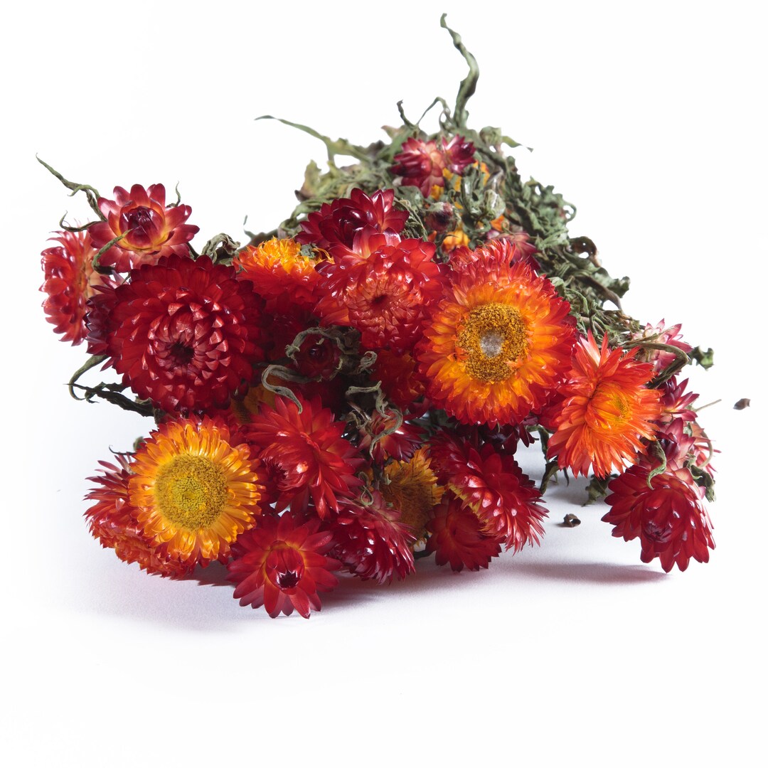Dried Dark-pink Straw Flowers on Stems Helichrysum Bouquet Bundle ...