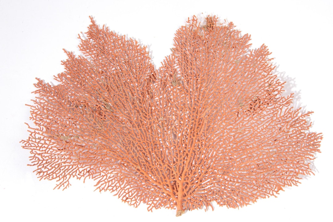 2-piece Set of Real Dried Sea Fans – Coral Red | Natural Sea Fan Wall ...