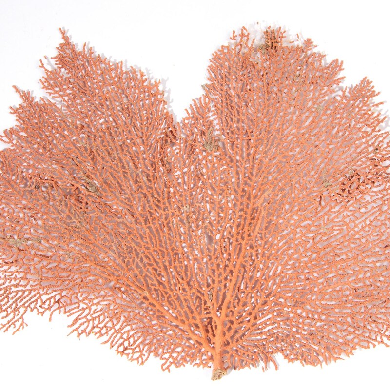 Sea Fan - Etsy