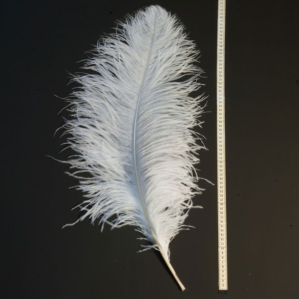 Large Feathers - Etsy